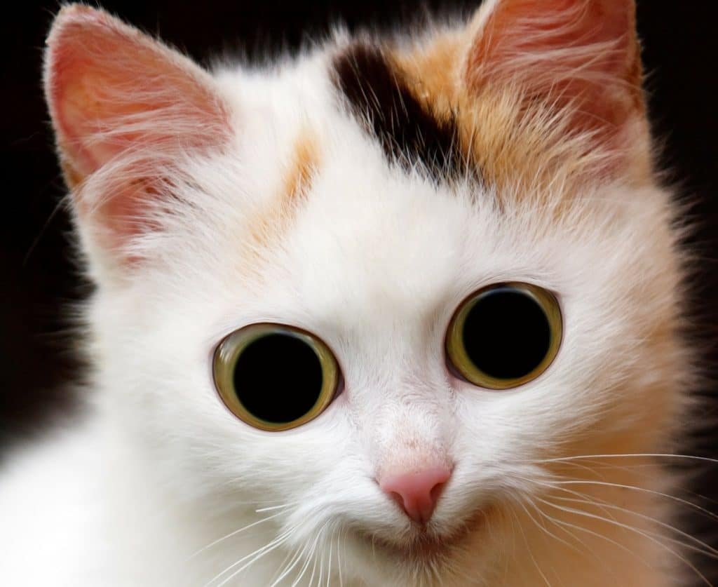 Chat trisomique : je vous dis tout sur cette pathologie